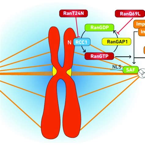 Signaling Pathways Of Ran Gtp During Mitotic Spindle Assembly