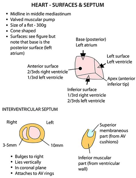 Instant Anatomy Thorax Areas Organs Heart Cross Section Of Ventricles Septum