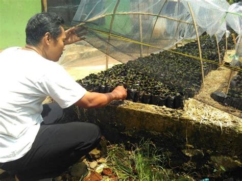 13 Cara Menanam Jahe Lengkap Beserta Gambar Dengan Deskripsi