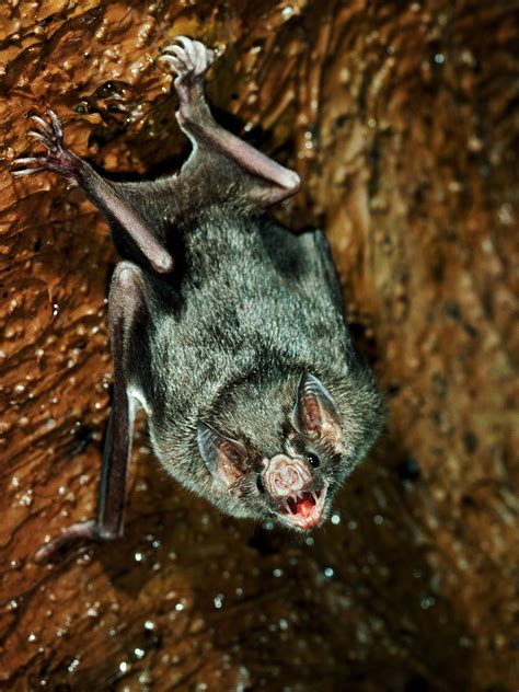 The Vampire Bat Is Moving Closer To The Us Thats A Problem Wired