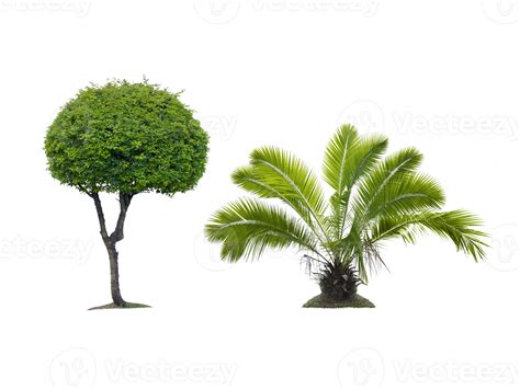 Tree Transparent Background 24850763 PNG