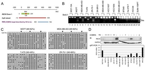 Reck Methylation And Expression In Breast Cancer Cell Lines A
