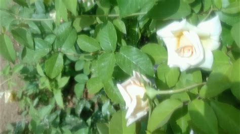 கதிரையும் தனாவையும் பிரிக்க வந்த கார்த்தி Youtube