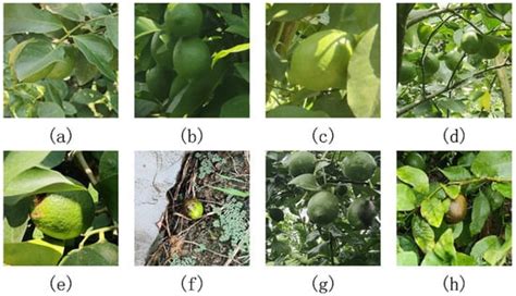 Lsd Yolo Enhanced Yolov8n Algorithm For Efficient Detection Of Lemon Surface Diseases