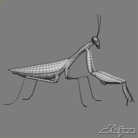 3d Mantis Religiosa 2