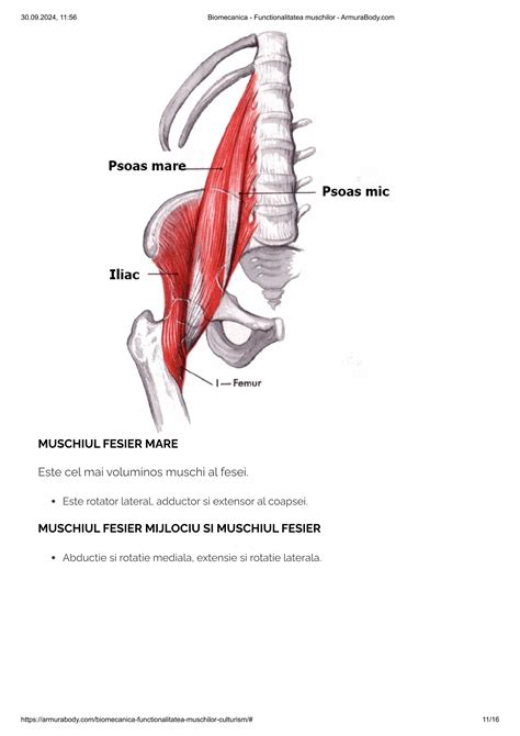 Biomecanica Functionalitatea Muschilor Pdf