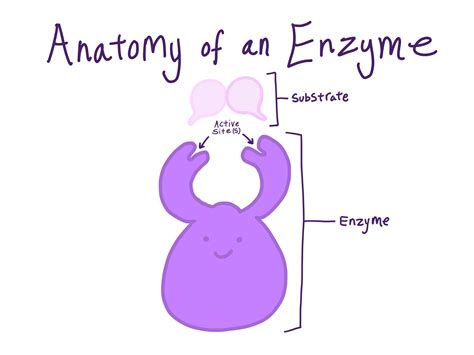 Lactase Enzyme Structure
