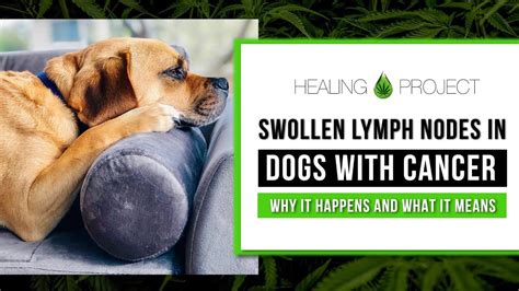 Does All Over Swollen Lymph Nodes In Dogs Mean Cancer