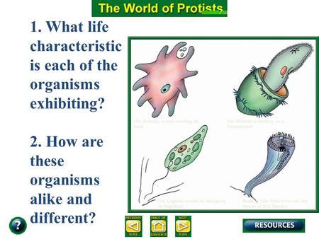 Chapter Algae And The Origin Of Eukaryotic Cells Changes In The