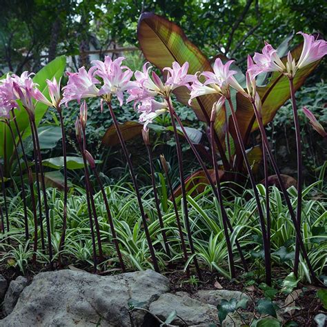Belladonna Lily Naked Ladies Amaryllis Belladonna American Meadows