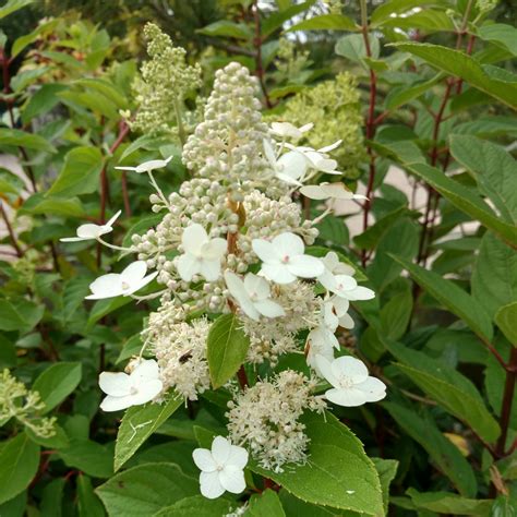 Hydrangea Paniculata Tardiva Hydrangéa Paniculé