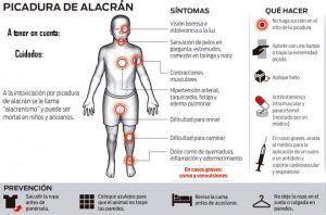 Picadura De Alacrán ¿cuáles Son Los Síntomas Después De Una Picadura