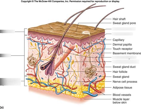 Integumentary System Skin Layers