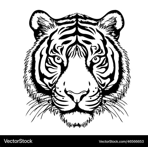 How To Draw A Tiger Face Sketch At Jason Lyon Blog