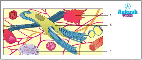 Connective Tissue Its Components Loose Connective Tissue Practice