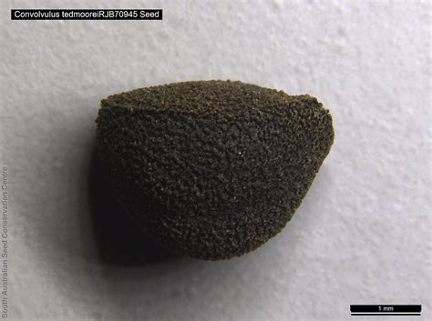 Convolvulus Tedmoorei