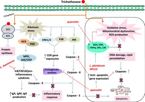 Preventive Effects Of Lactic Acid Bacteria And Its Antioxidants On Download Scientific Diagram