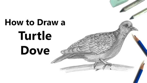 Turtle Dove Drawing At PaintingValley Com Explore Collection Of Turtle Dove Drawing