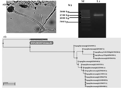 Identification Of The Most Efficient Heavy Metal Removing Fungal