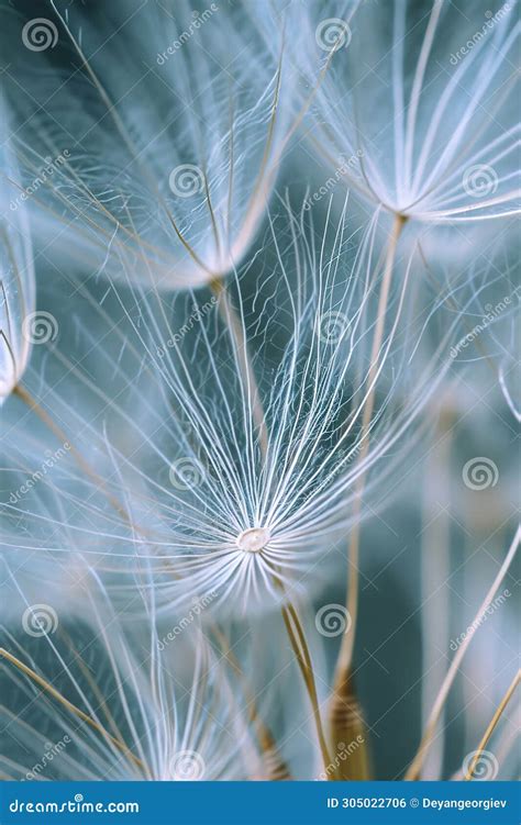 Delicate Details Of Dandelion Seeds Up Close Highlighting Their