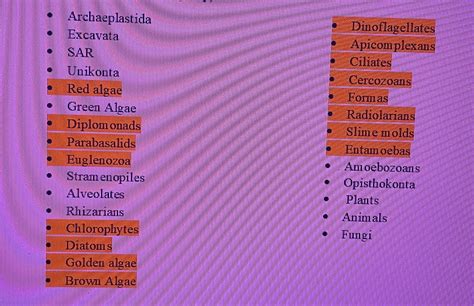 Solved Visualizing The Protist Super Groups R Neat