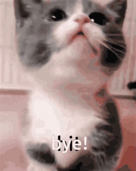 Kitten Saying Bye