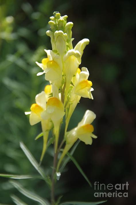 Linaria Vulgaris Yellow Toadflax Photograph By Lesley Evered Fine