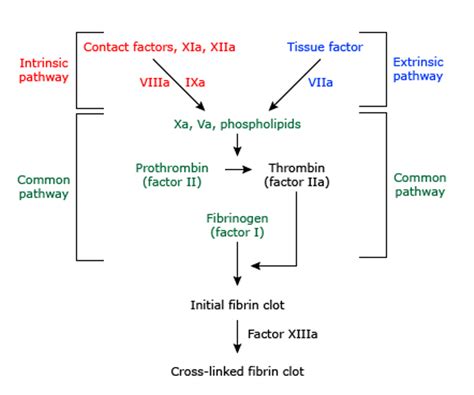 Diagram Of Hemostasis And Inherited Bleeding Disorders Quizlet