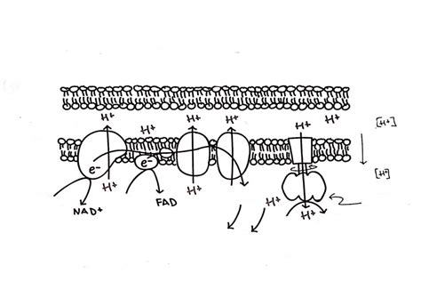 ETC Diagram Diagram Quizlet