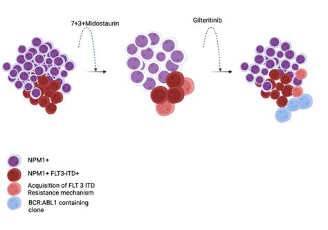 Toward A Deeper Understanding Of Clonal Evolution In Acute Myeloid