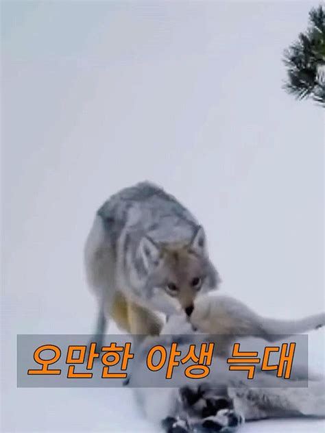 야생 늑대가 강갈견을 공격 결과는 참혹 Youtube