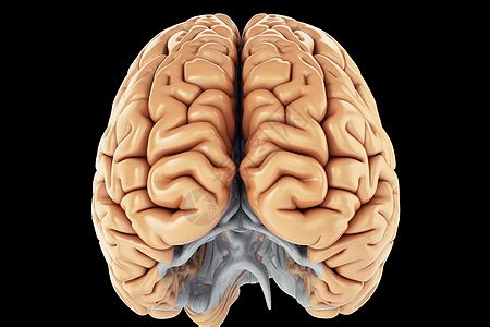 人体大脑图片素材 正版创意图片600073806 摄图网