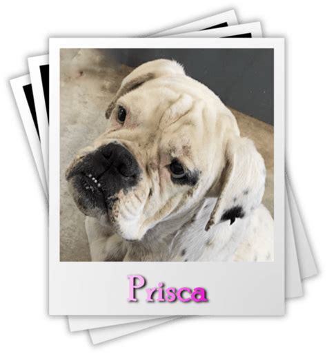 Prisca Terre De Boxer