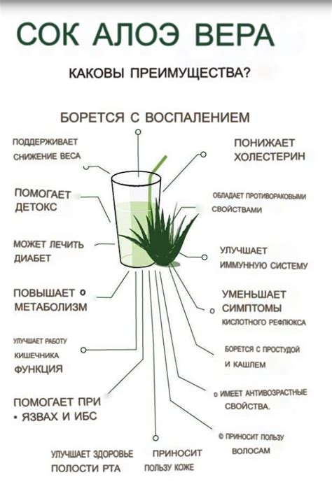 Алое Herbalife | Гербалайф 24, Гербалайф, Алоэ
