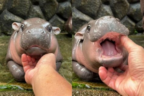 걸어다니는 소시지…태국 새끼 하마 무뎅 푸바오급 인기