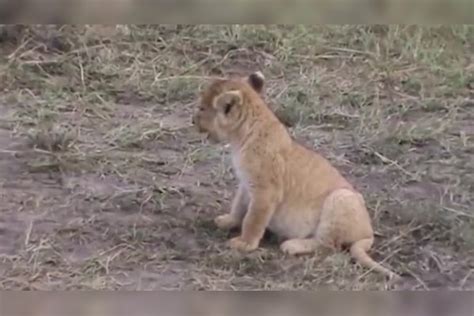 一只奶凶的狮子宝宝，对着母狮吼叫！ 狮子 宝宝