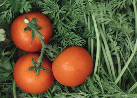 Коли висаджувати помідори у відкритий ґрунт чи теплицю помилка яку слід уникати Новости