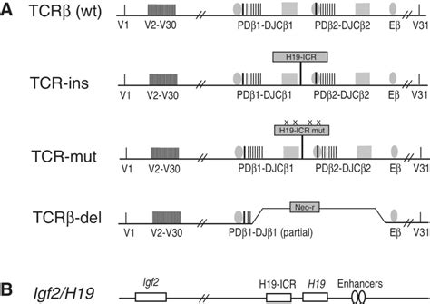 Schematic Diagrams Showing Organization Of The Genetic Loci Used For Download Scientific