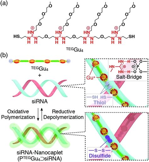 Nucleic Acid‐templated Polymerization Of A Water‐soluble Download