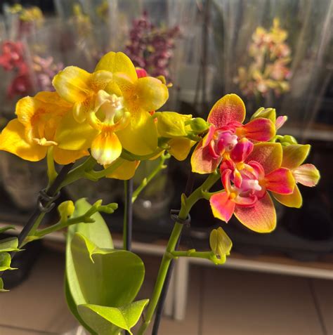 Орхідеї Київ Відправка по всій Україні пакування БЕЗКОШТОВНЕ Orchids Kyiv • Instagram