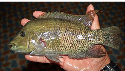 Herichthys Molango Sp Nov Collected From Laguna Azteca In Molango Download Scientific