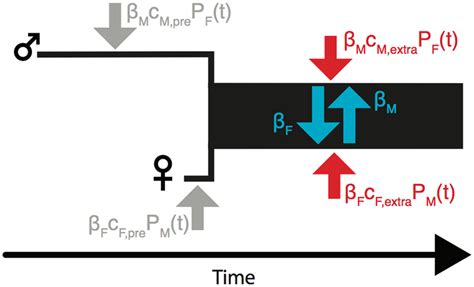 A Schematic Diagram Of The Mechanistic Couples Transmission Model Download Scientific Diagram