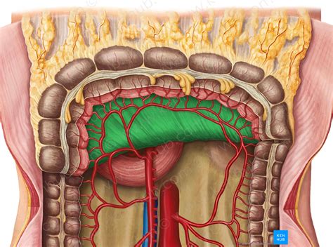 Transverse Mesocolon