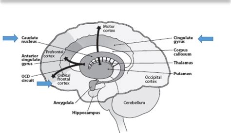 Using Brainspotting To Reshape Neural Pathways For Ocd Relief