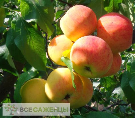 Цена на Яблоня Малинка - купить саженцы