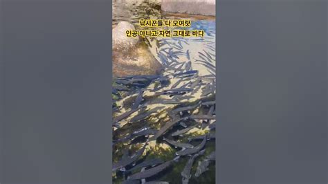물 반 고기 반 이런곳이 어디야 물고기 바다 Shorts Youtube
