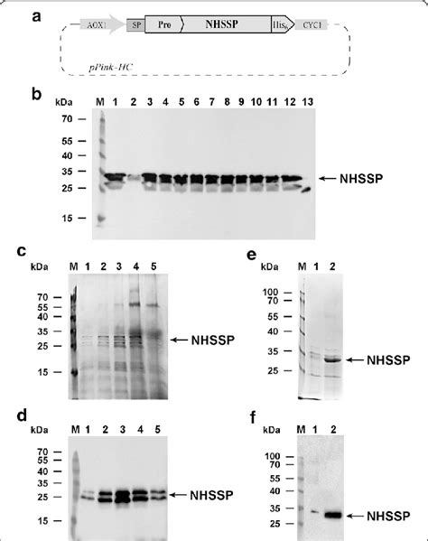 Production Of Nhssp In Pichiapink ™ System A Prepronhssp His 6 Coding Download Scientific
