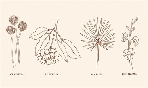 Printable Australian Native Flowers Colouring Pages