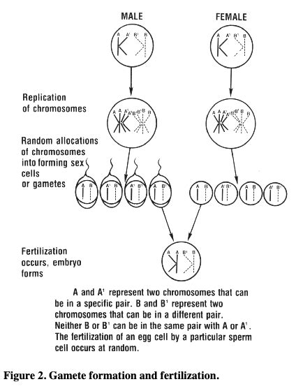Basic Concepts Of Genetic Improvement Nsif