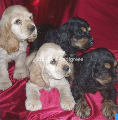 Cocker Spaniel Puppies For Sale In Arizona